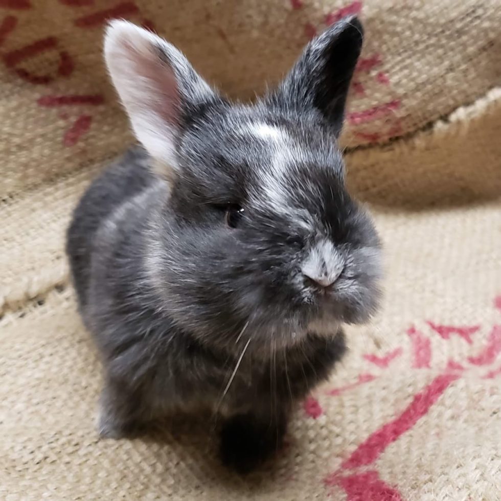 Harlequin Rabbits - Western PA | Luther Homestead