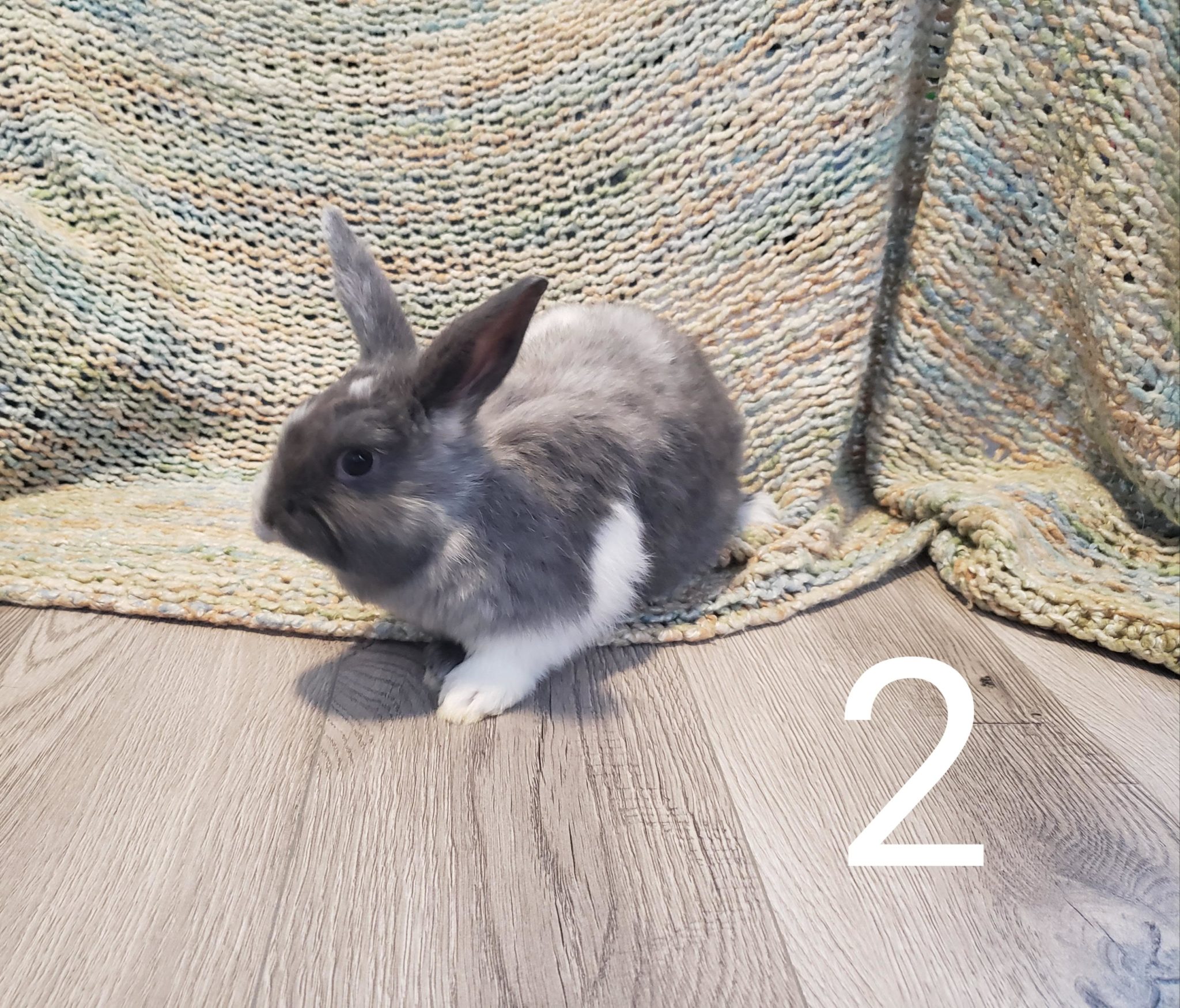 Harlequin Rabbits - Western PA | Luther Homestead