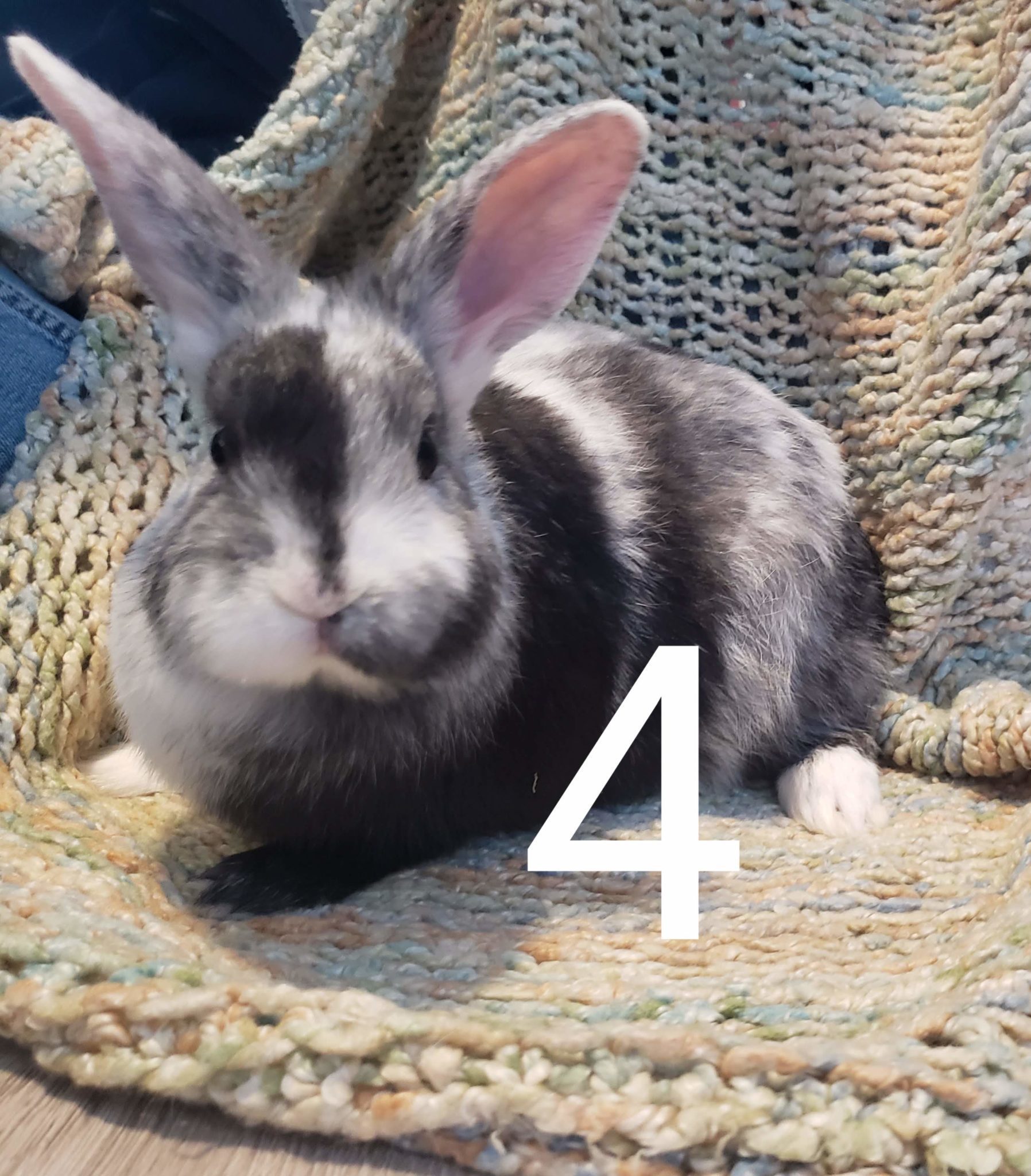 Harlequin Rabbits - Western PA | Luther Homestead