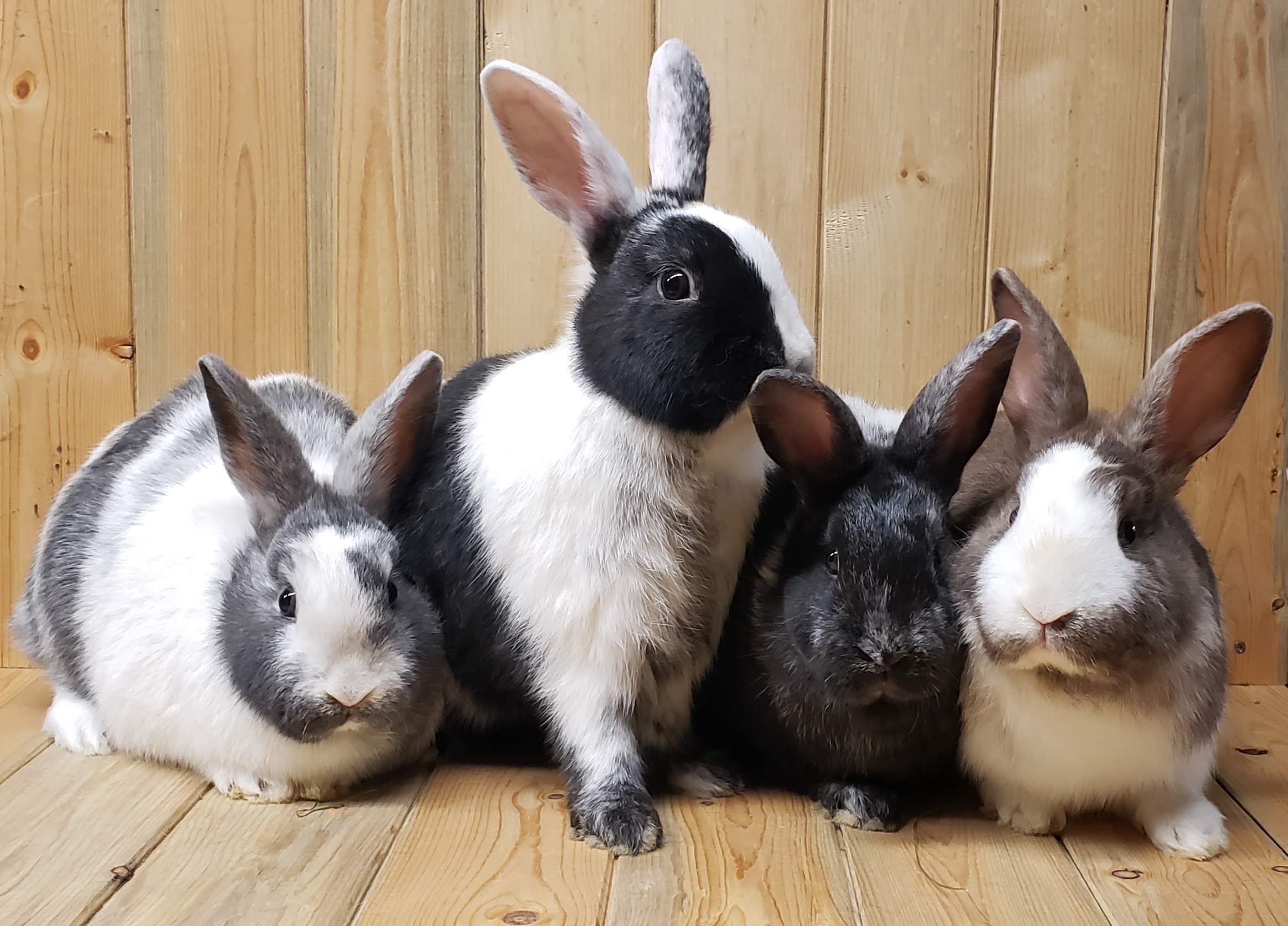 Harlequin Rabbits - Western PA | Luther Homestead